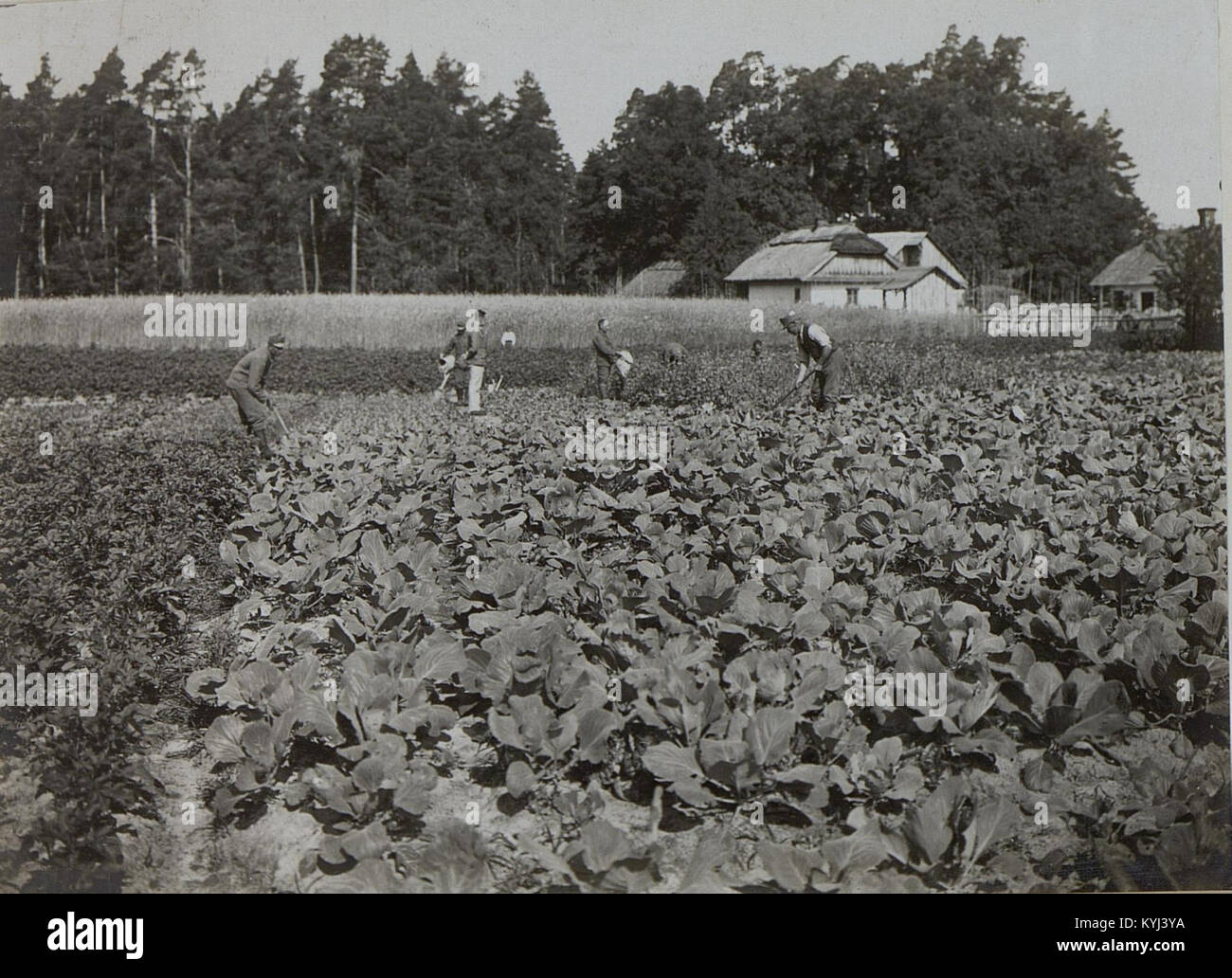The photograph shows soldiers engaged in vegetable cultivation in ...