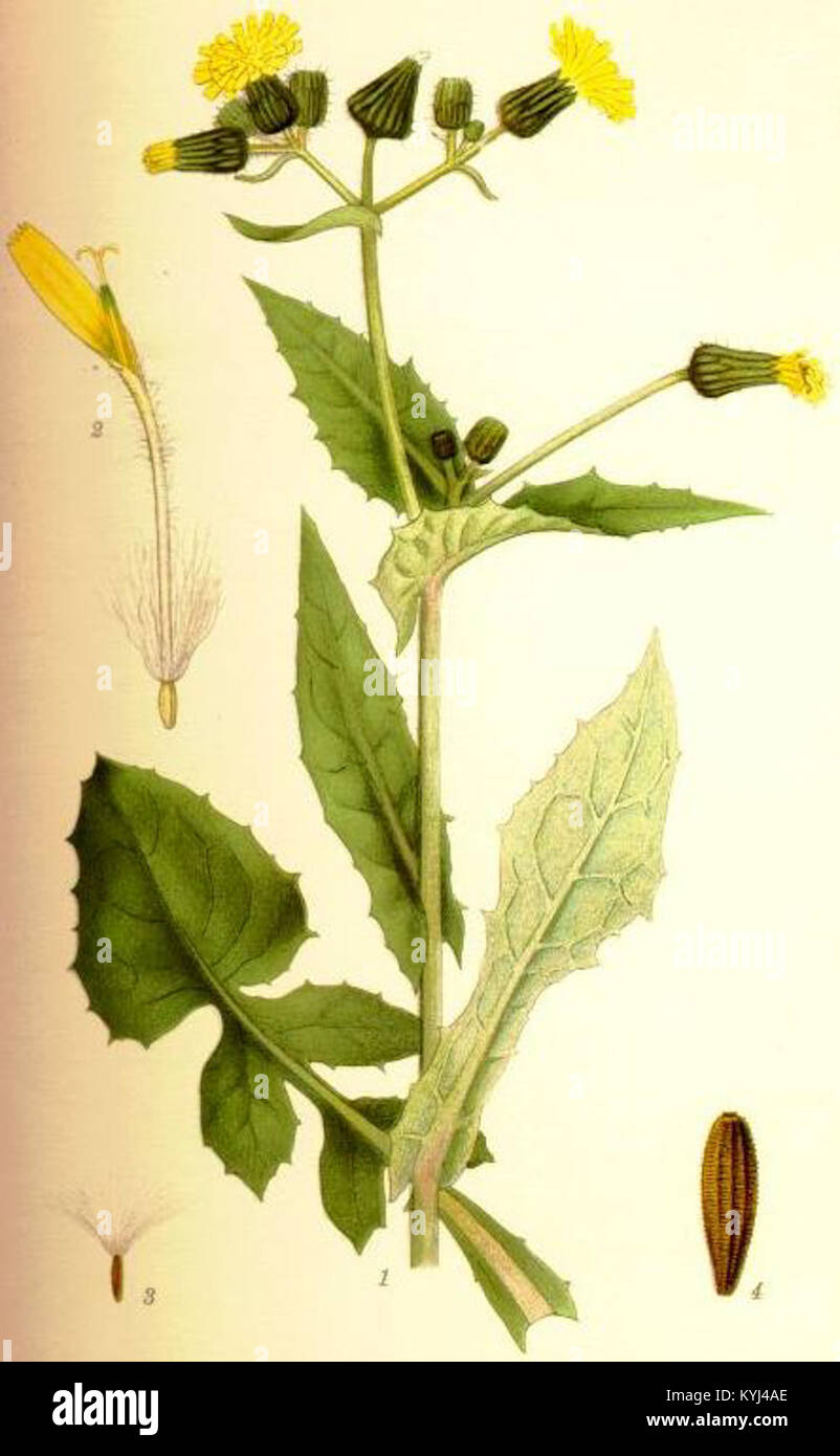 Common weeds sonchus hi-res stock photography and images - Alamy