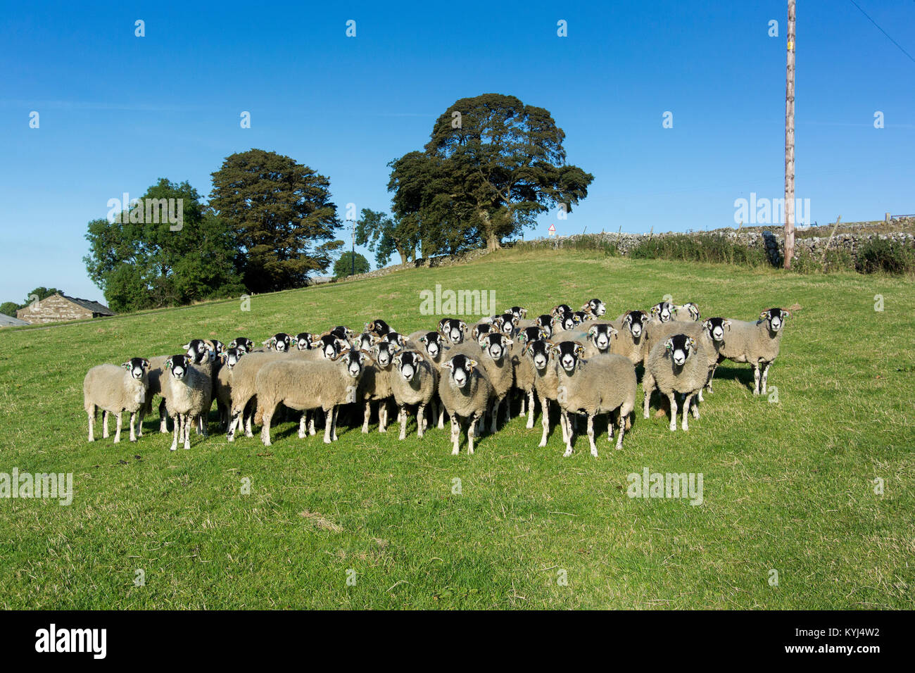 Flock of Swaledale ewes in field before autumn sale Stock Photo - Alamy