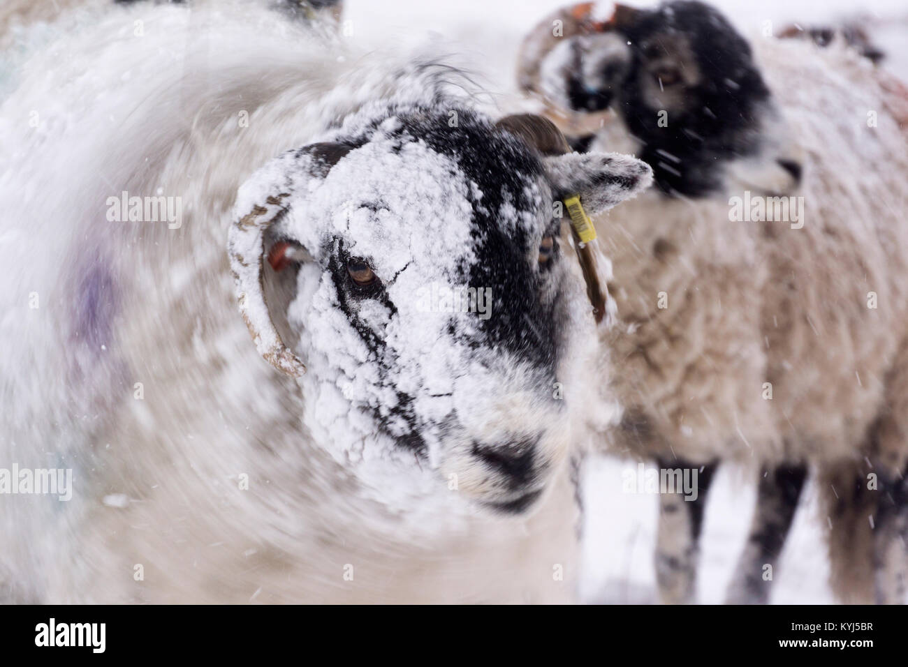 Swaledale sheep shaking snow of its wool in wintery conditions in North ...