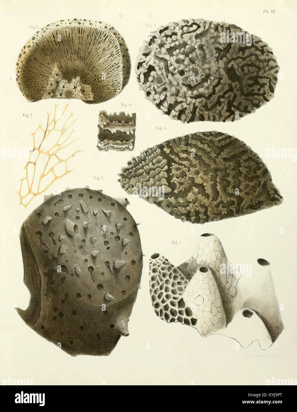 This is a scientific illustration from 'Spongiaires de la mer Caraïbe ...