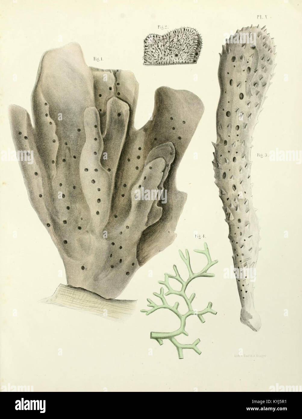 Spongiaires de la mer Caraïbe (Pl. V) (7643323568 Stock Photo - Alamy