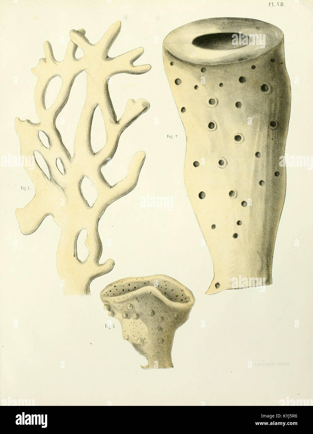 Spongiaires de la mer Caraïbe (Pl. VII) BHL12291430 Stock Photo - Alamy