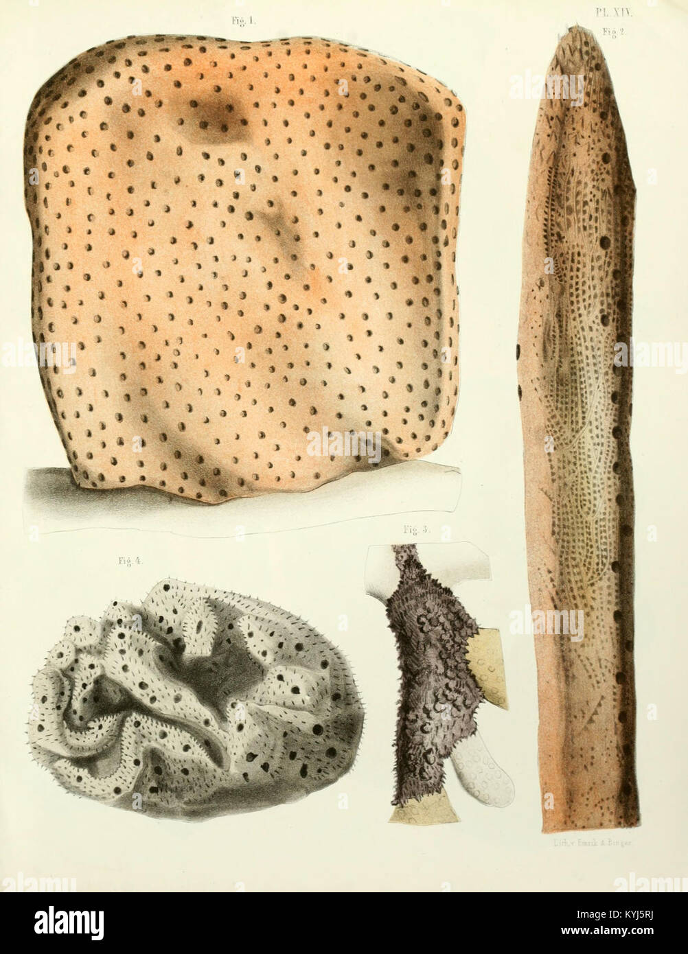 An illustration of Caribbean sponges (Spongiaires) from Plate XIV ...