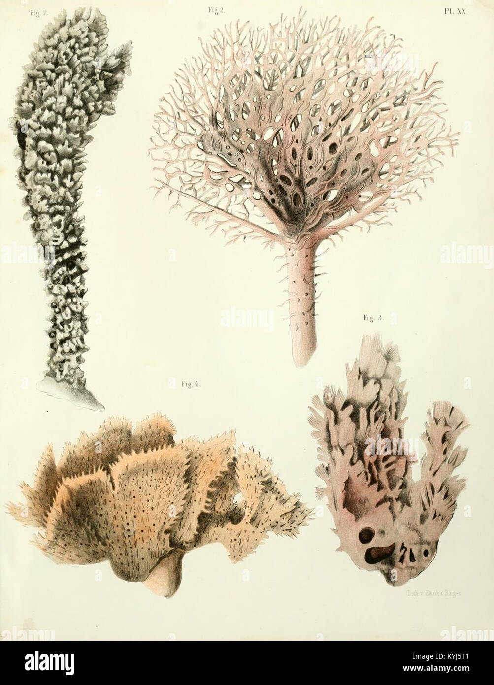 Sponges identification hi-res stock photography and images - Alamy