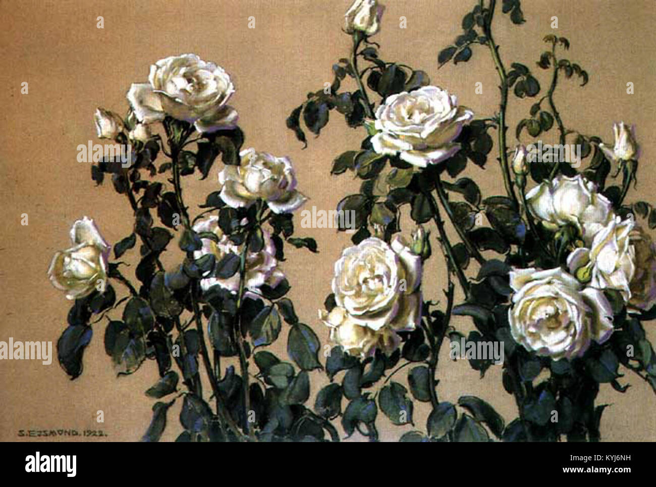 Biale roze hi-res stock photography and images - Alamy