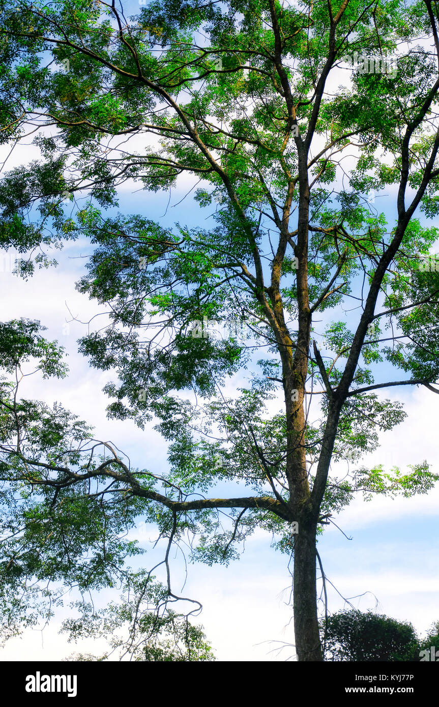 Big tea tree hi-res stock photography and images - Alamy
