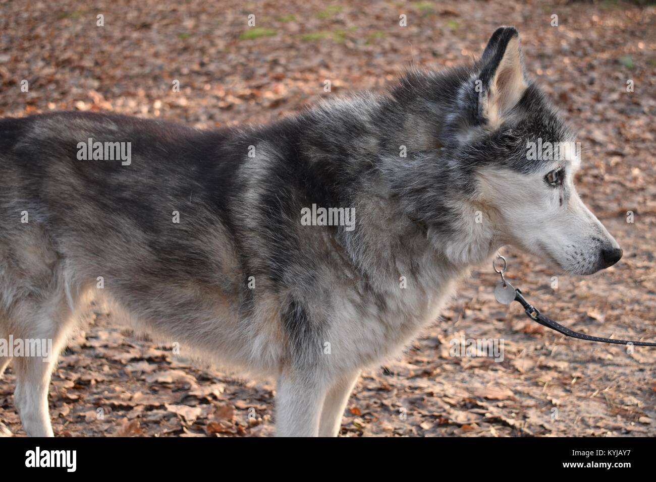 Old Wolf in the forest, Breda Stock Photo - Alamy
