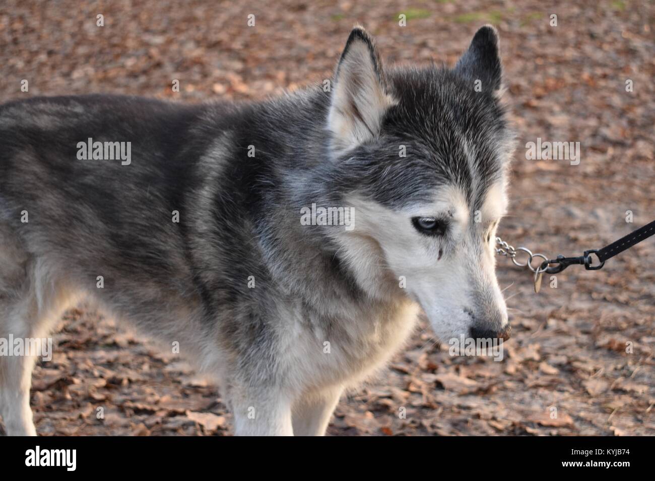 Old photos of animals hi-res stock photography and images - Alamy