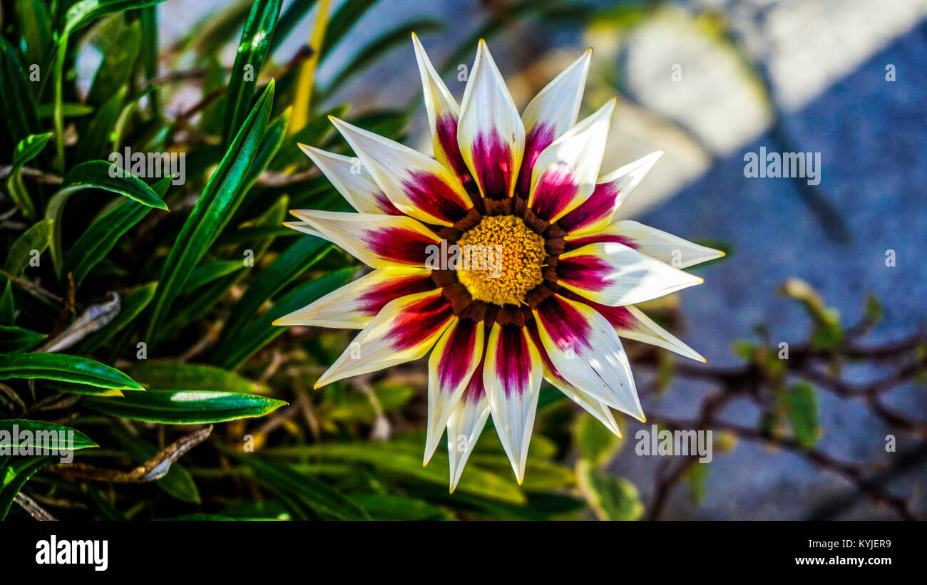 African Daisy closeup 1 Stock Photo - Alamy