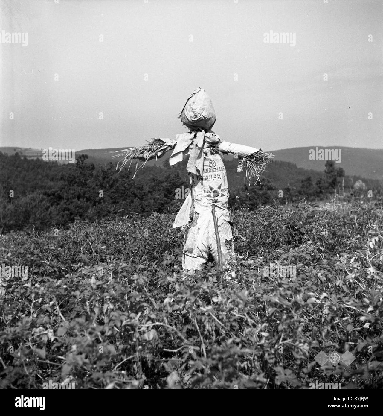 Country field potato plants Black and White Stock Photos & Images - Alamy