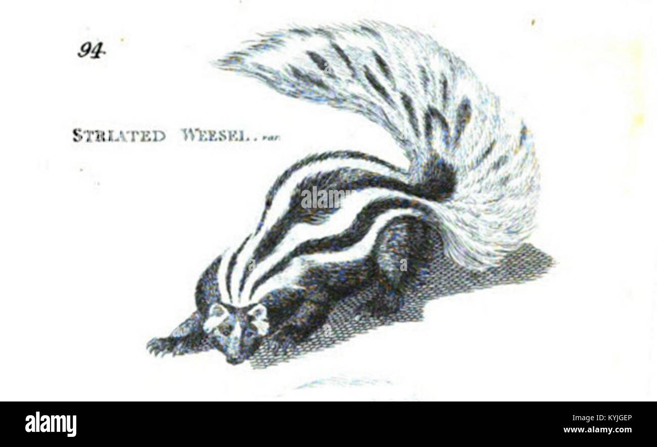 Striated weesel, Shaw, 1800 Stock Photo - Alamy