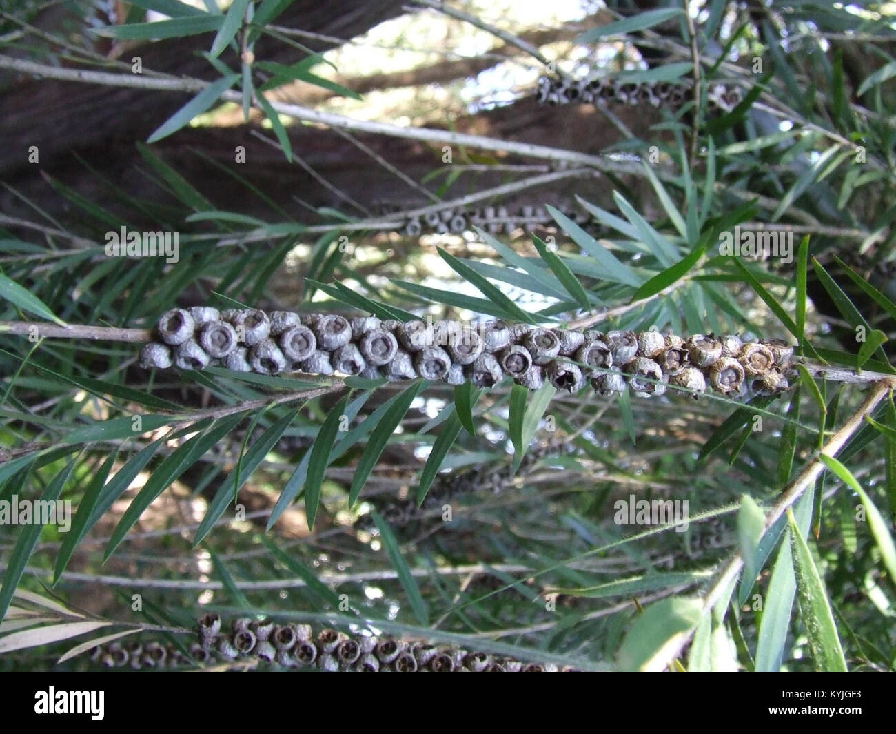 Distinctive seed capsules hi-res stock photography and images - Alamy