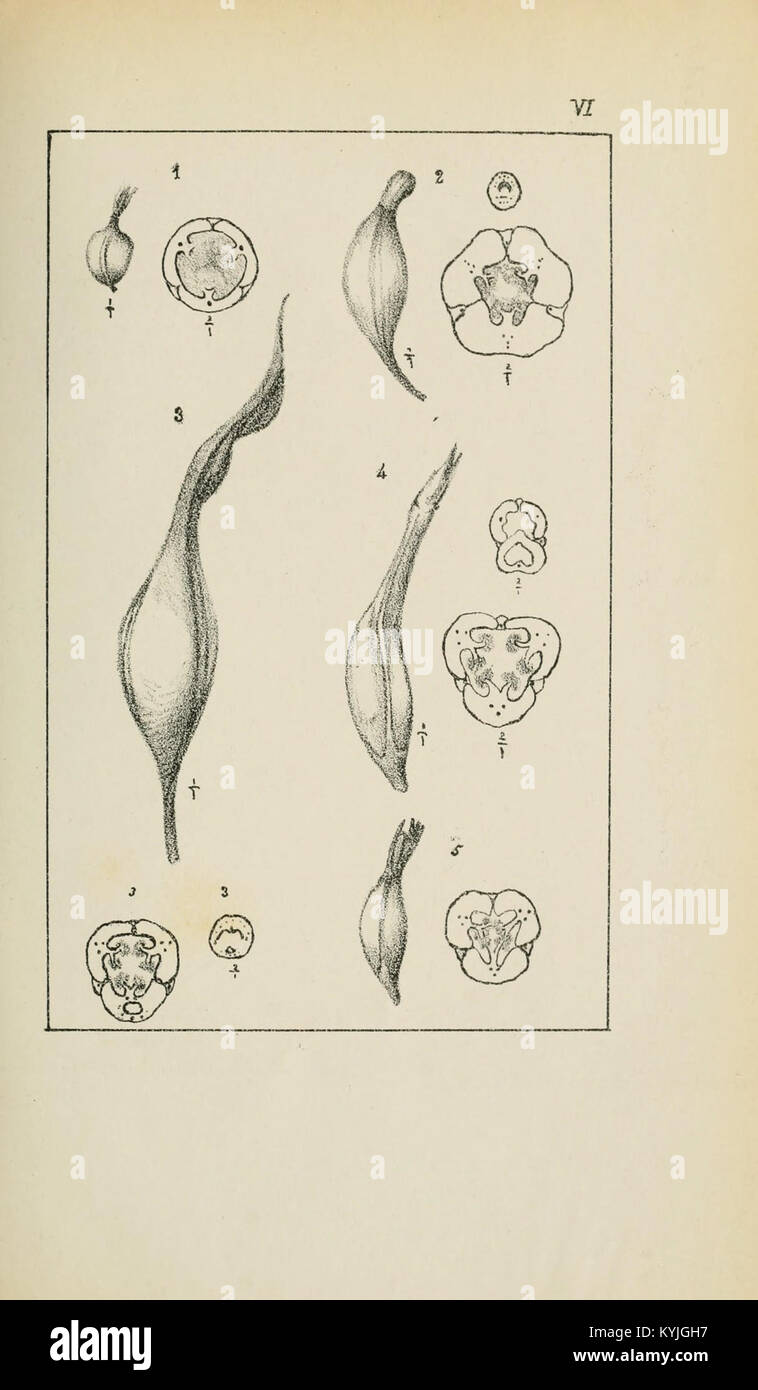 The 'Structure des orchidées' is a botanical work focusing on the ...