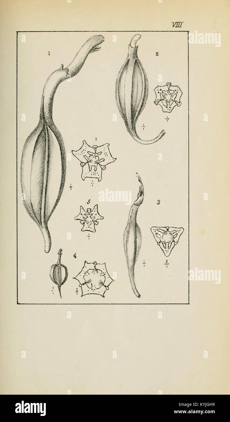 Orchids anatomical features hi-res stock photography and images - Alamy