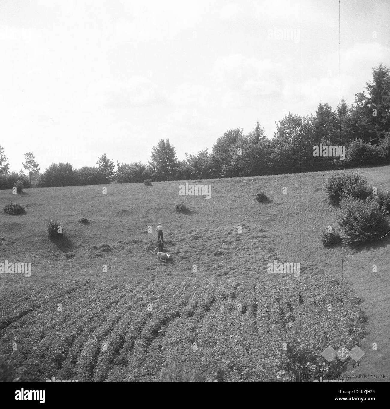 The image from 1964 shows the process of drying and turning hay at ...