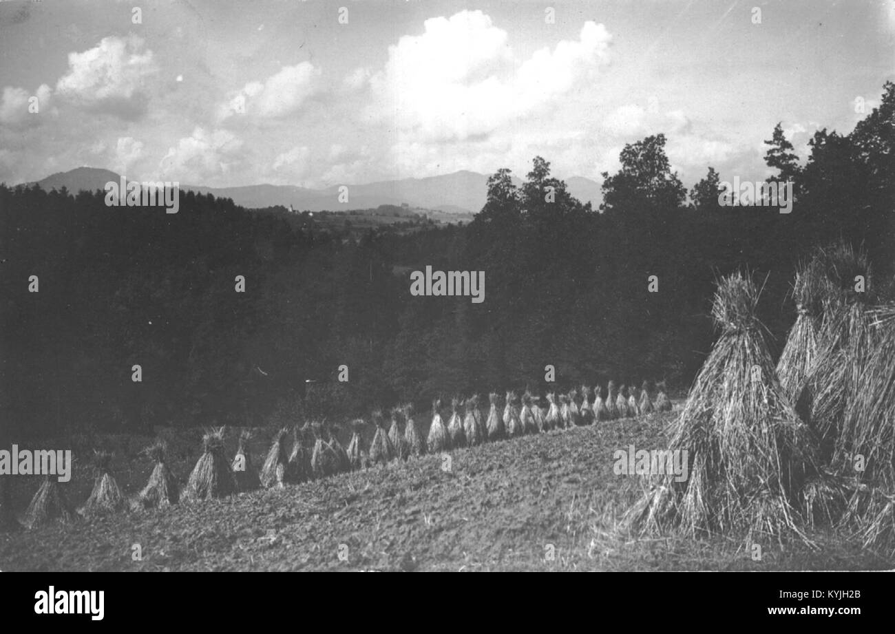 This image depicts the process of harvesting or drying crops, a ...