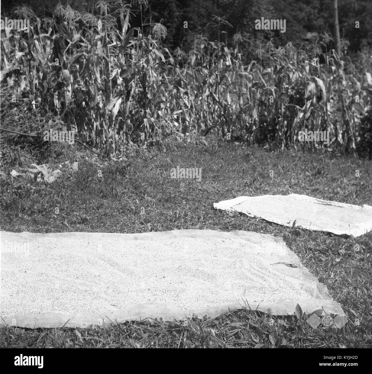 A 1964 photograph showing millet drying in the sun at Mežnar, Staro ...