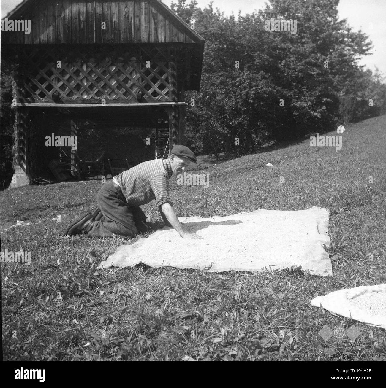 This photograph from 1964 shows the drying of millet on the sun in the ...