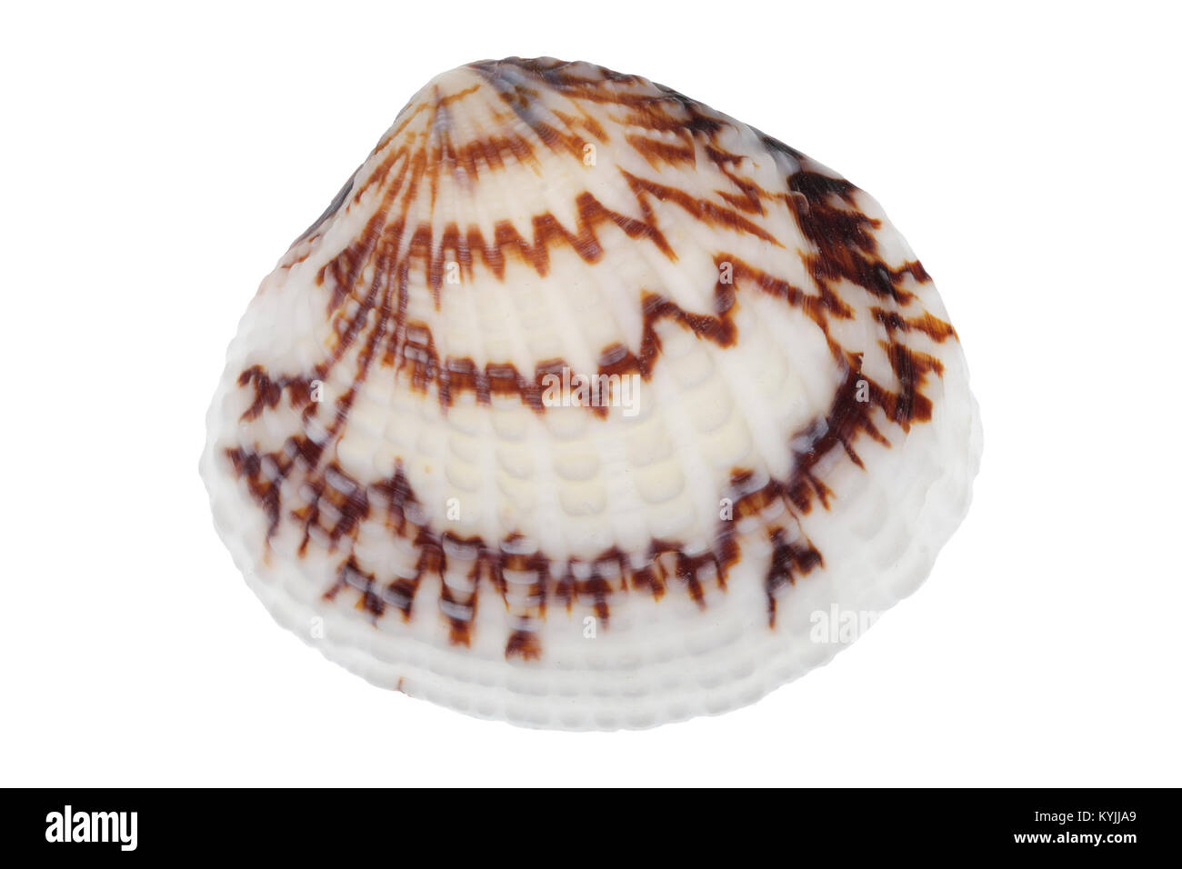 Sea shell isolated on a white background Stock Photo - Alamy