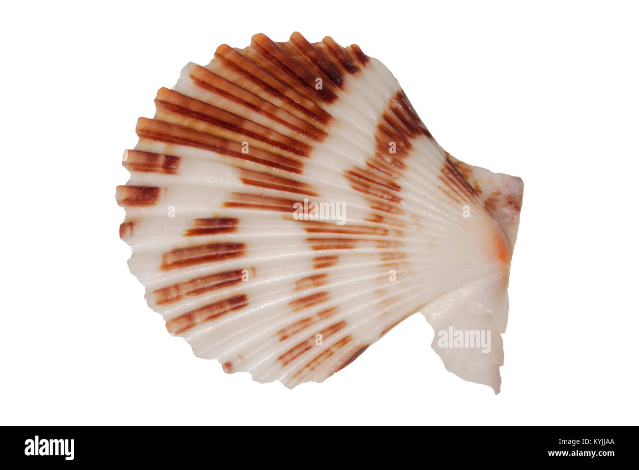 Sea shell isolated on a white background Stock Photo - Alamy