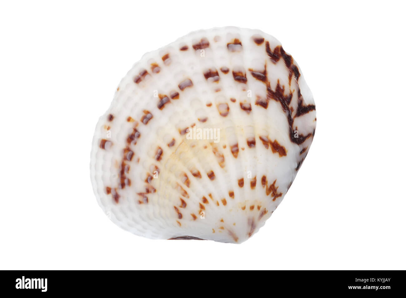 Sea shell isolated on a white background Stock Photo - Alamy