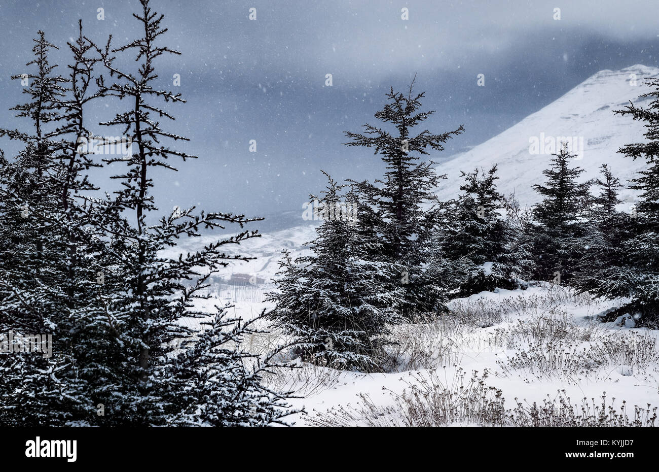 Cedar Mountains in winter, beautiful wintertime landscape, fir trees ...