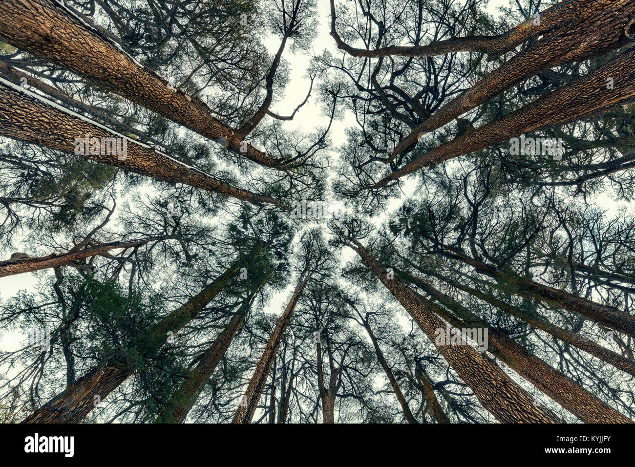 Cedars trees forest, beautiful natural background, endangered forest ...