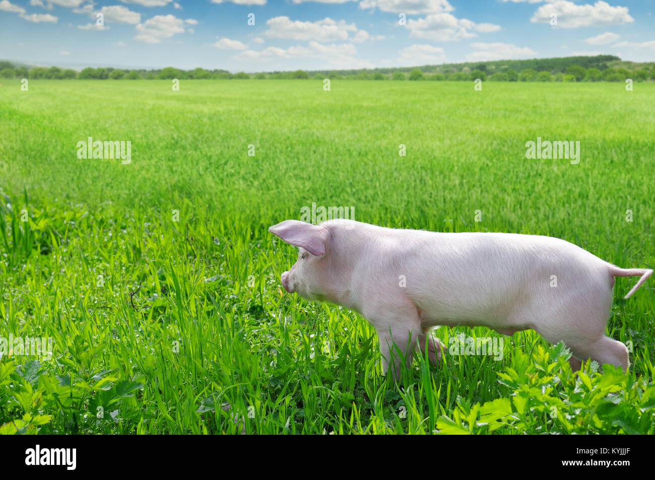 Pig grass hi-res stock photography and images - Alamy