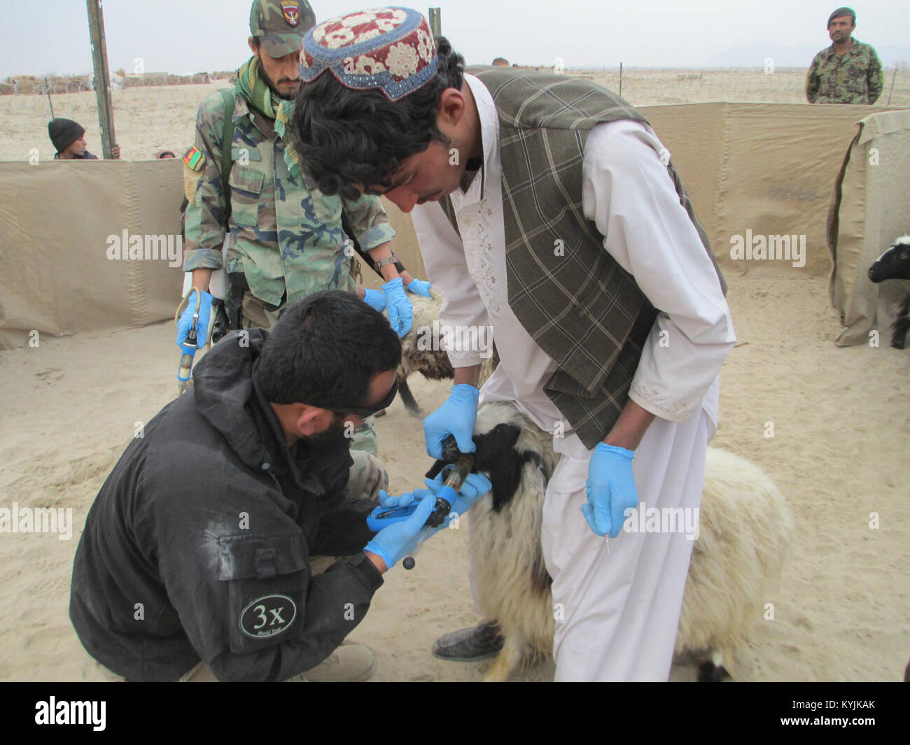 Afghan herders treat a goat after instruction from members of Kentucky ...
