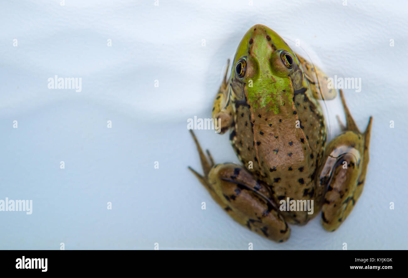 Bullfrog Amphibian Sitting in Water Stock Photo - Alamy
