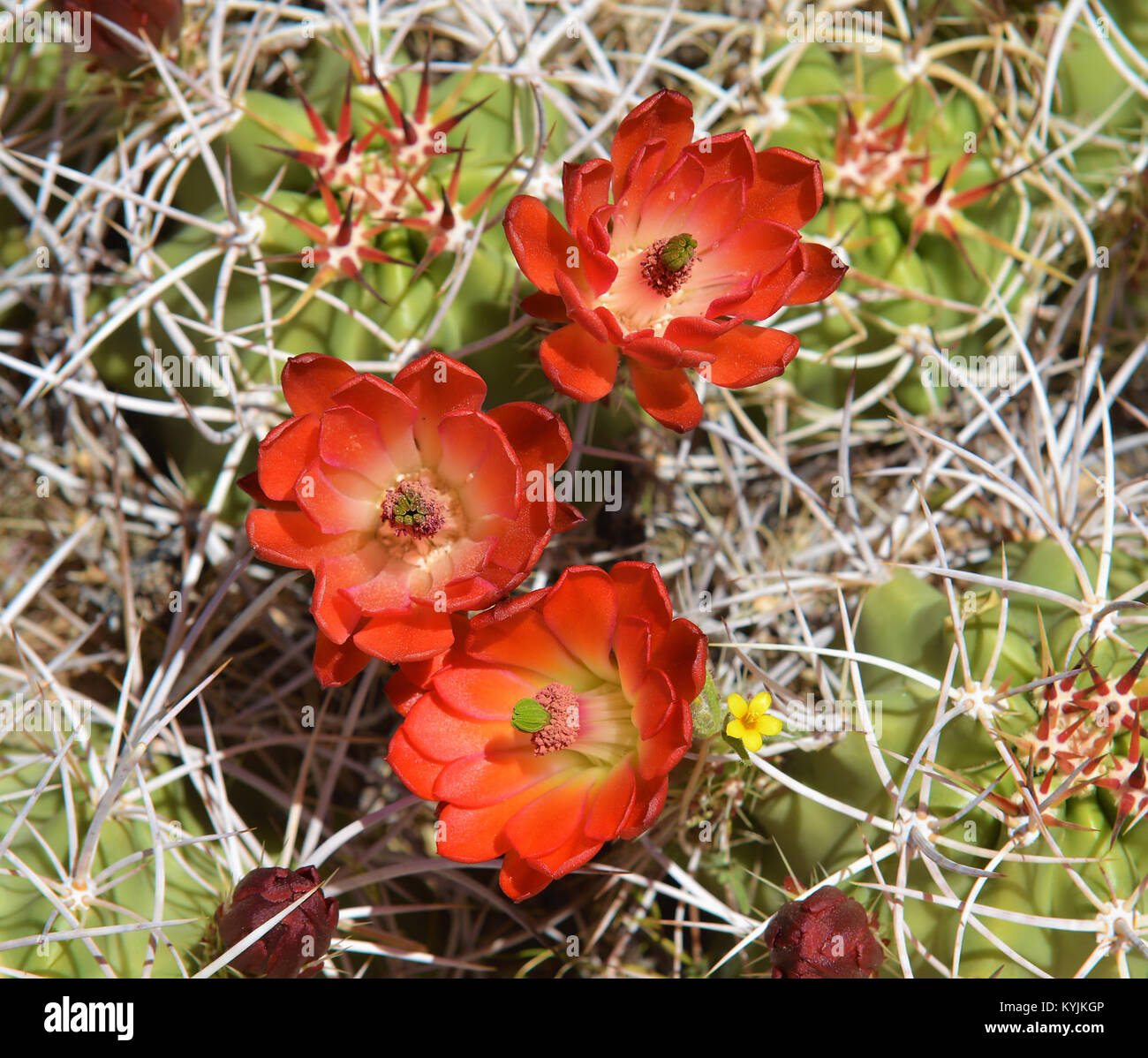 Desert pedals hi-res stock photography and images - Alamy