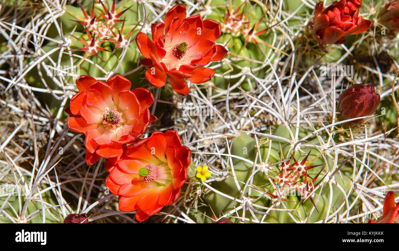 Cluster of cactus hi-res stock photography and images - Alamy