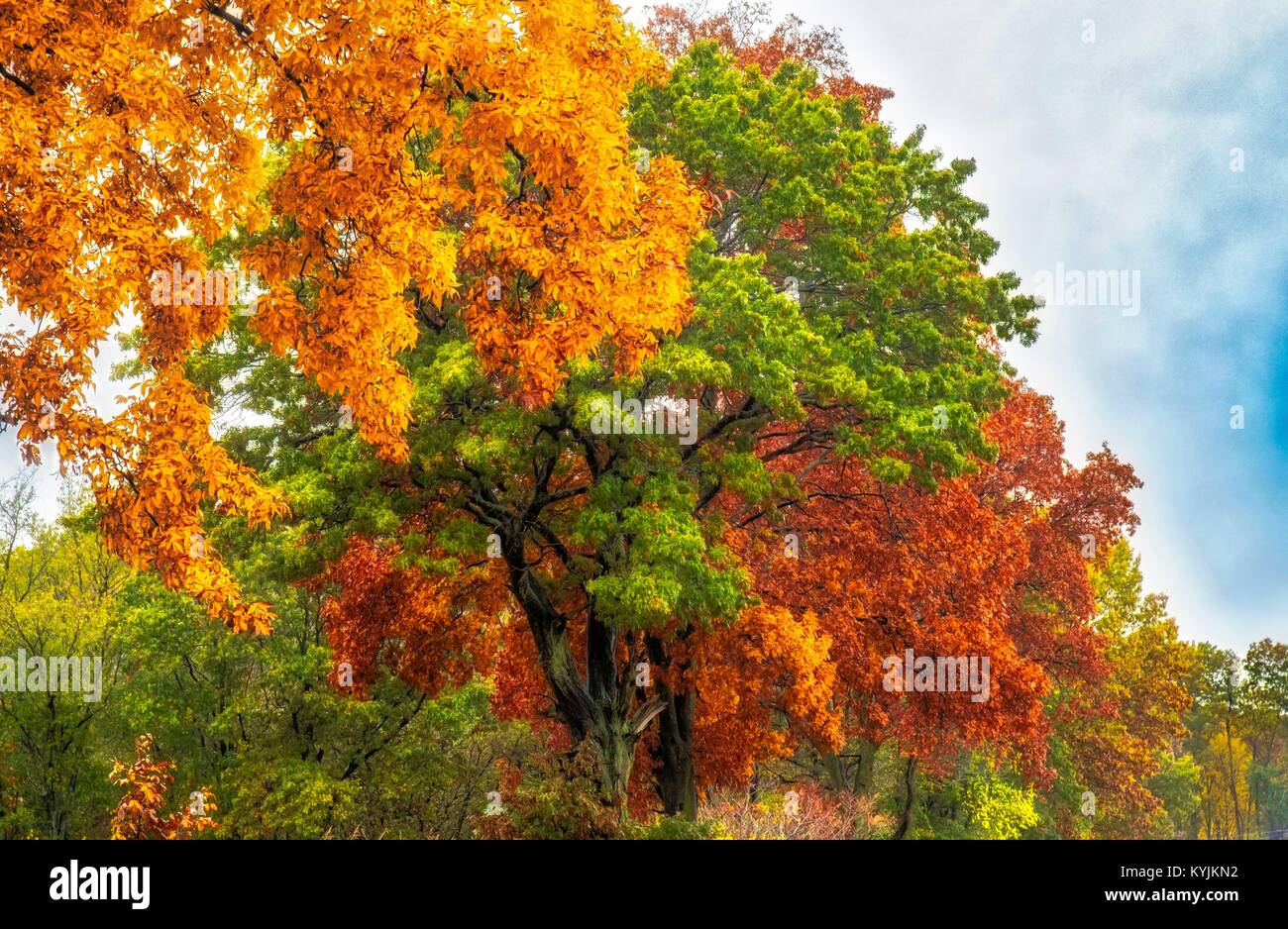 Tree with fall foliage hi-res stock photography and images - Alamy