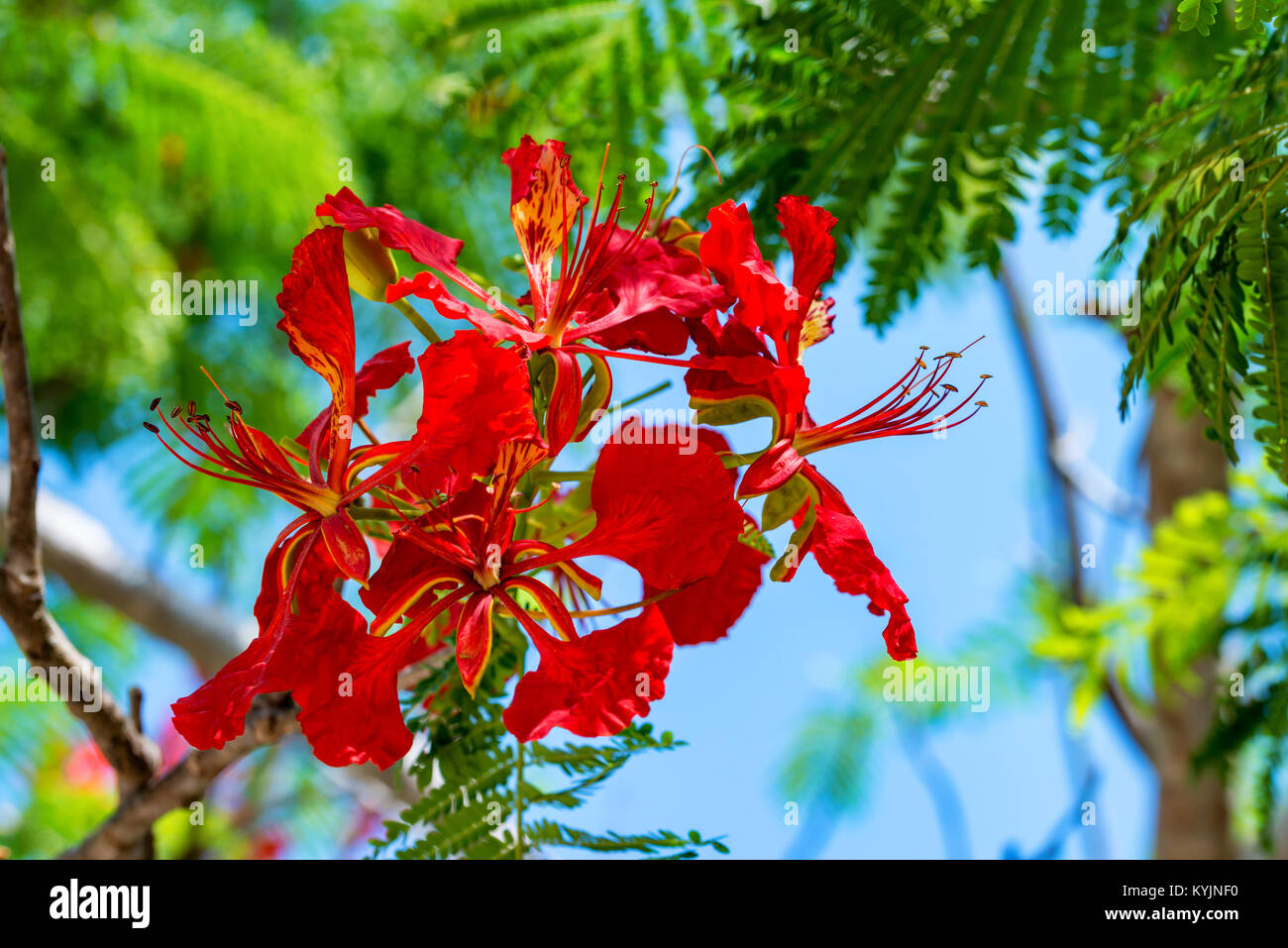 Clove or Syzygium aromaticum Stock Photo - Alamy