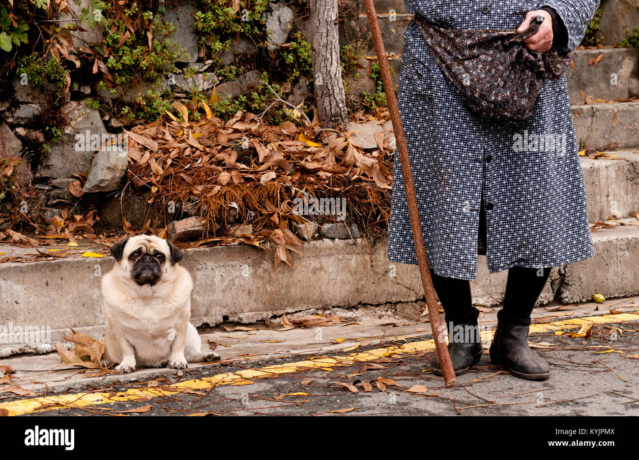 Beautiful white bulldog dog standing with a senior adult woman Stock ...