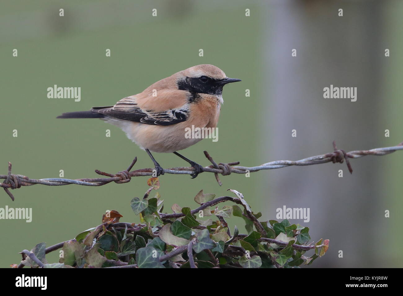 Desert wheatear hi-res stock photography and images - Alamy