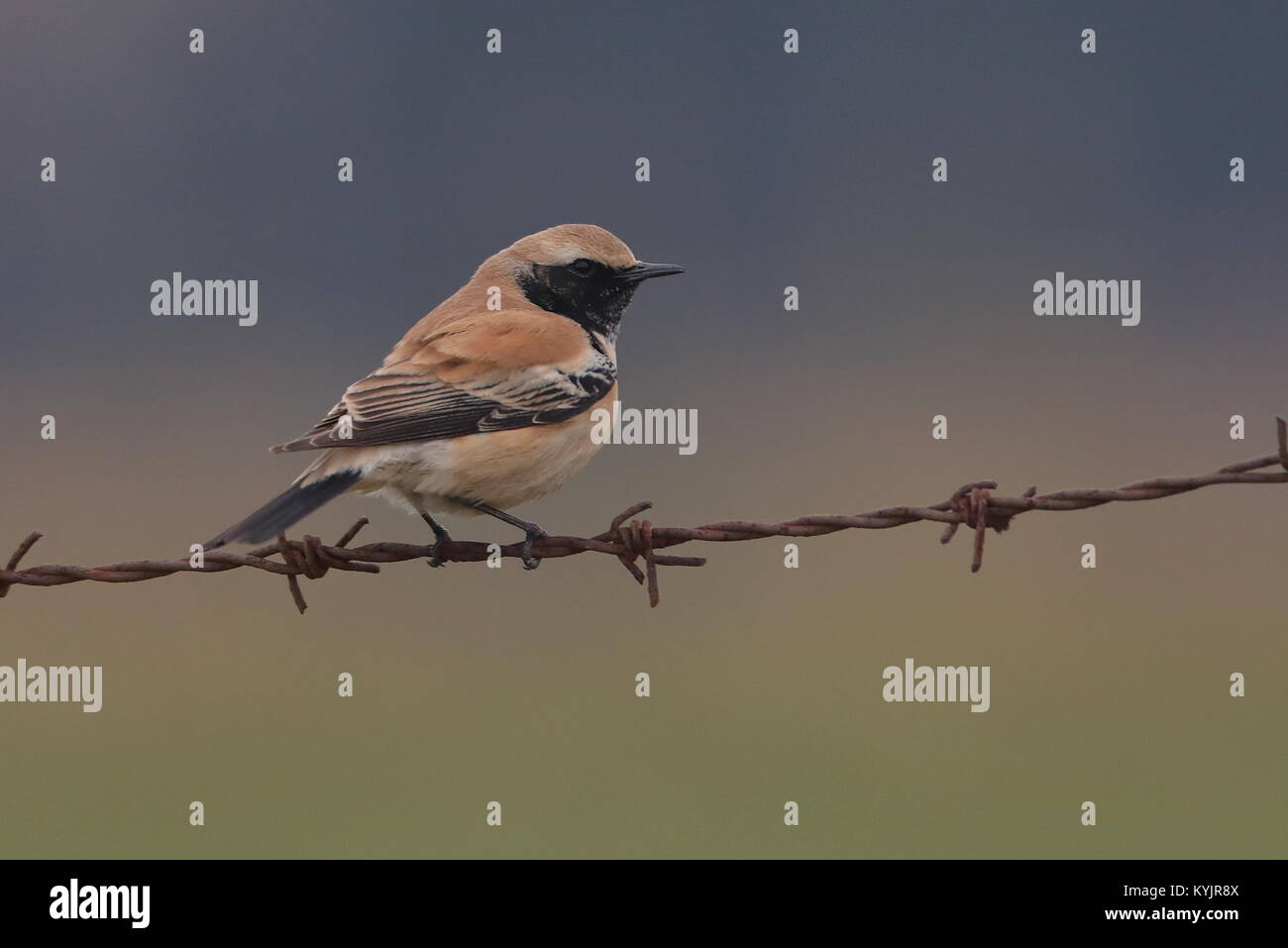 Wheatear england hi-res stock photography and images - Alamy