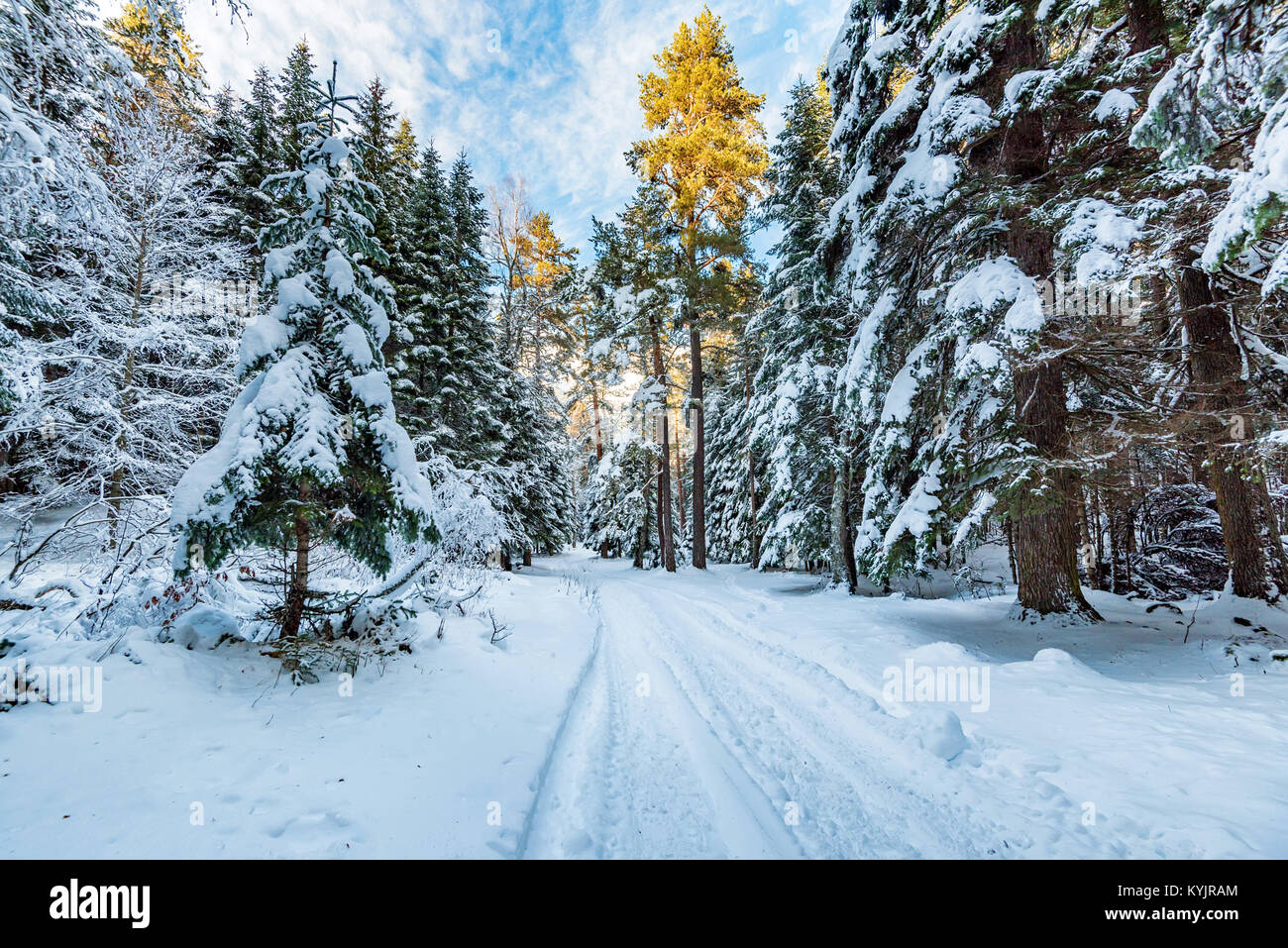 Road through winter mountain forest Stock Photo - Alamy