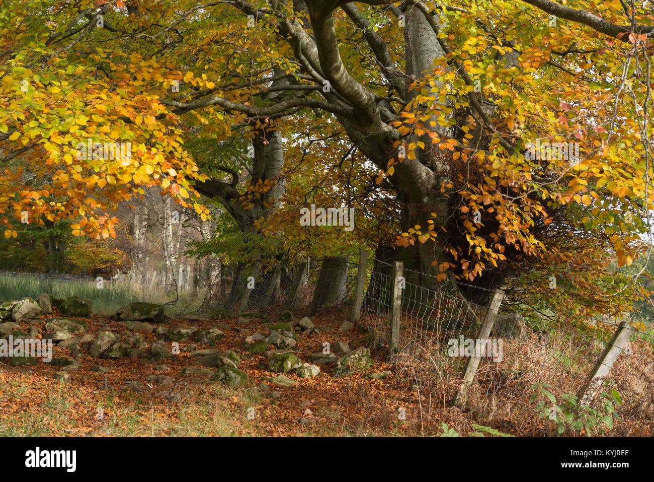 A beech tree displaying its autumn colours Stock Photo - Alamy