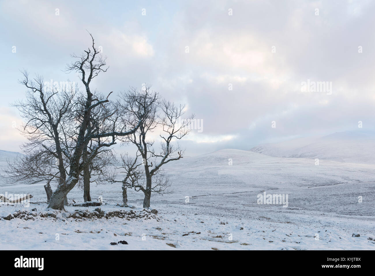 A Small Group of Trees Overlooking a Barren Landscape at the head of ...