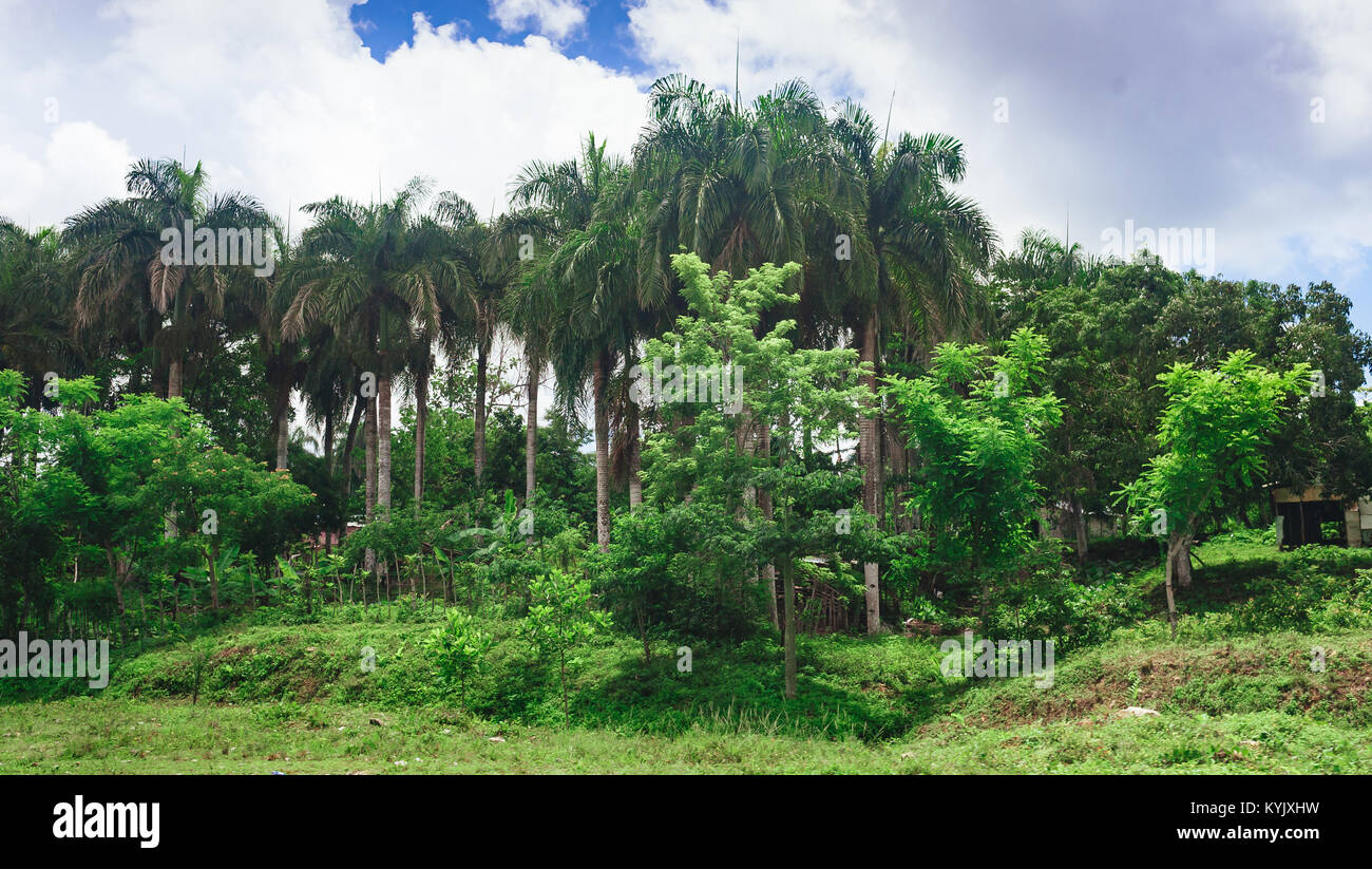 Beautiful vibrant background consisting of trees of the rain forest of ...