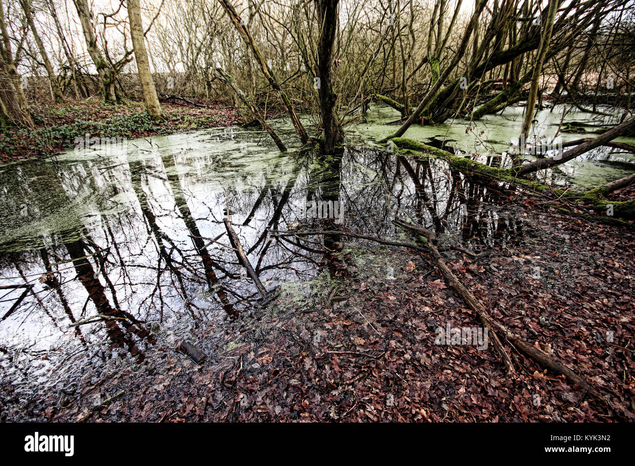 flooded woodland showing decaying tree branches and leaves etc Stock ...