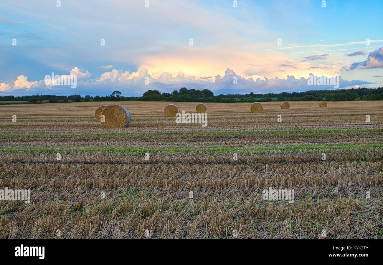 Wheat straw hi-res stock photography and images - Alamy
