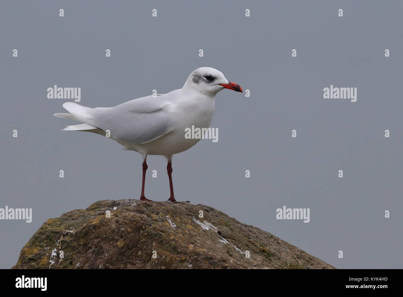 Med gulls hi-res stock photography and images - Alamy