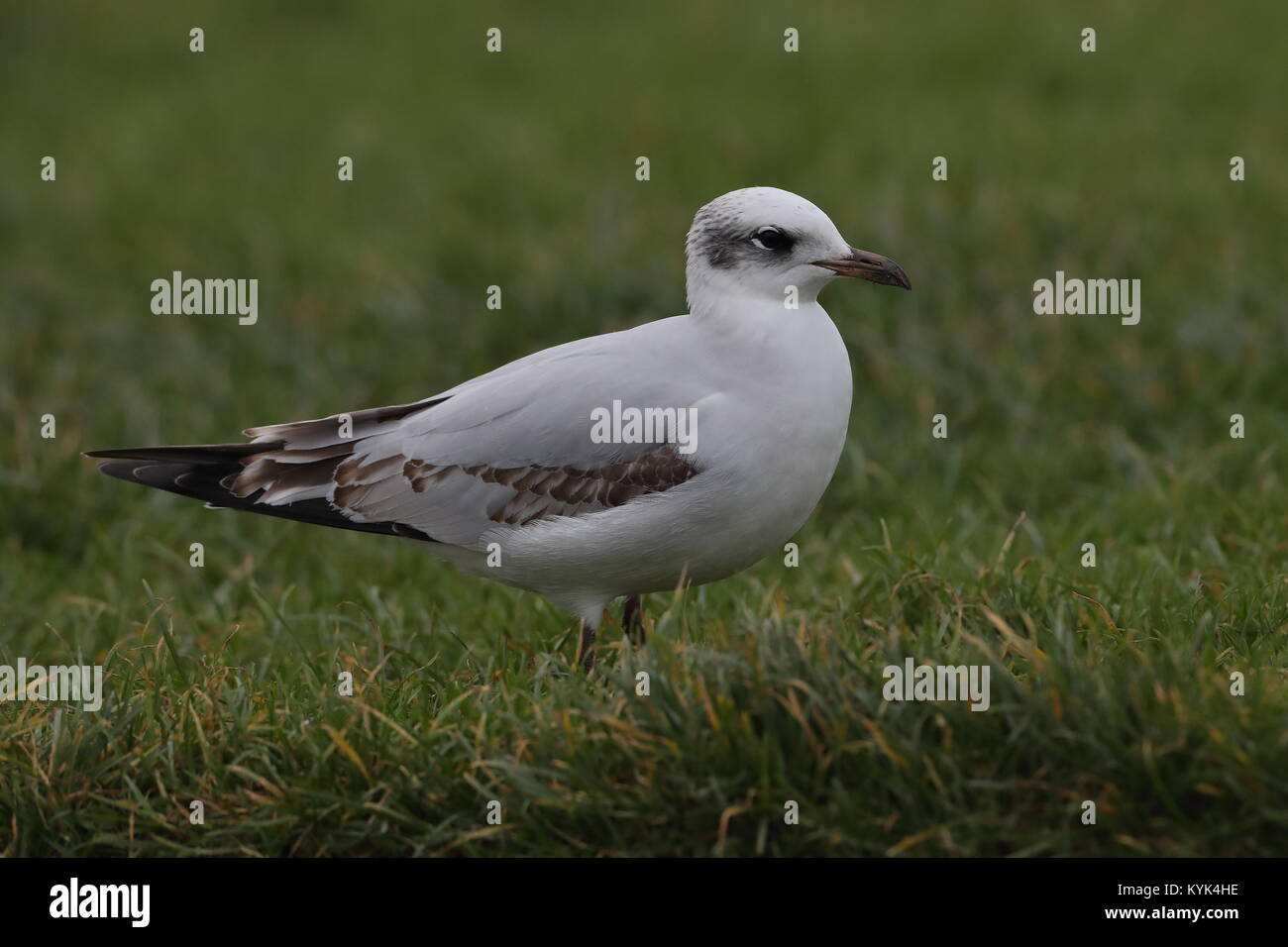 Mediterranean Gulls Ichthyaetus Melanocephalus High Resolution Stock ...