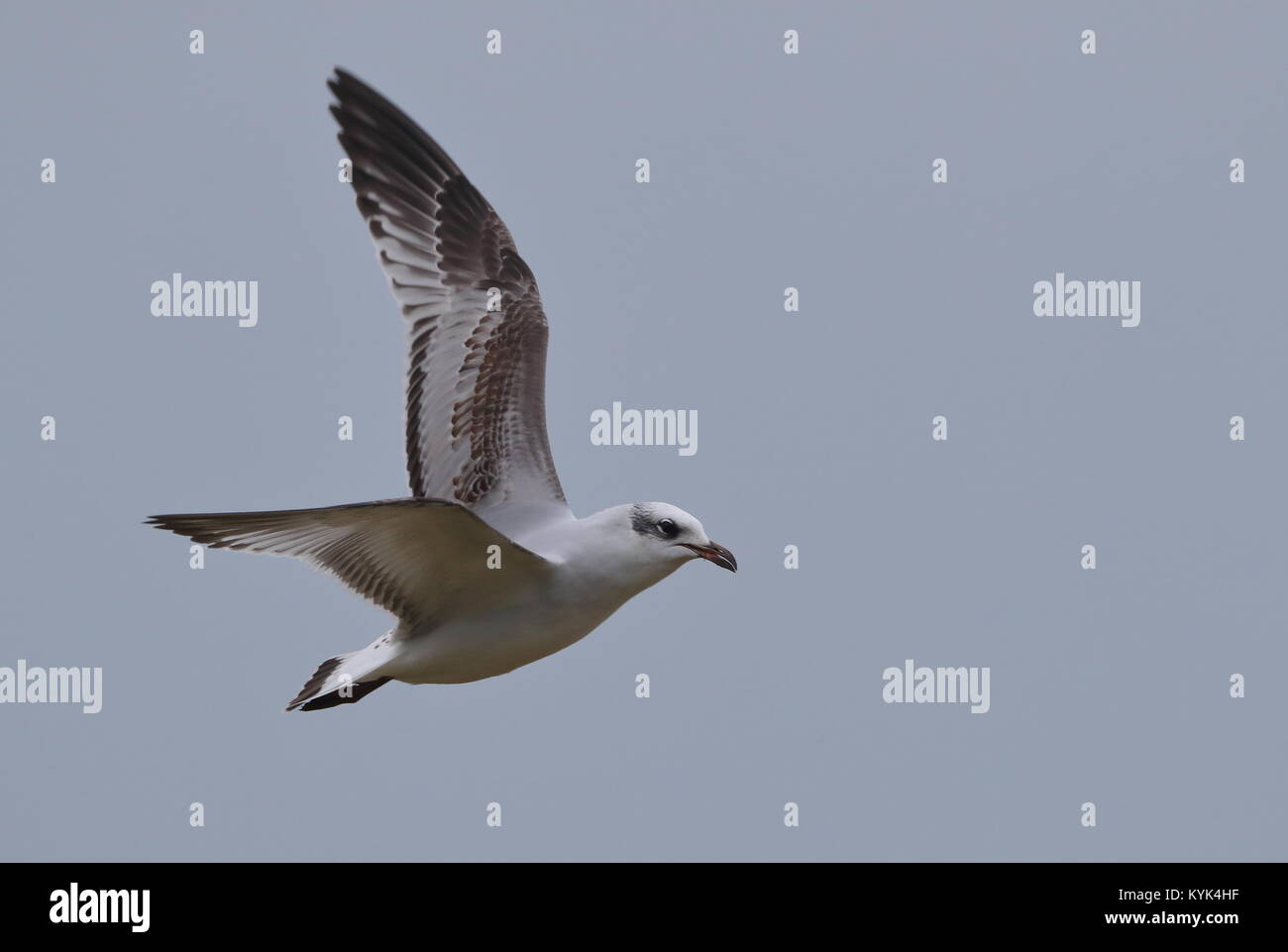 Med gulls hi-res stock photography and images - Alamy