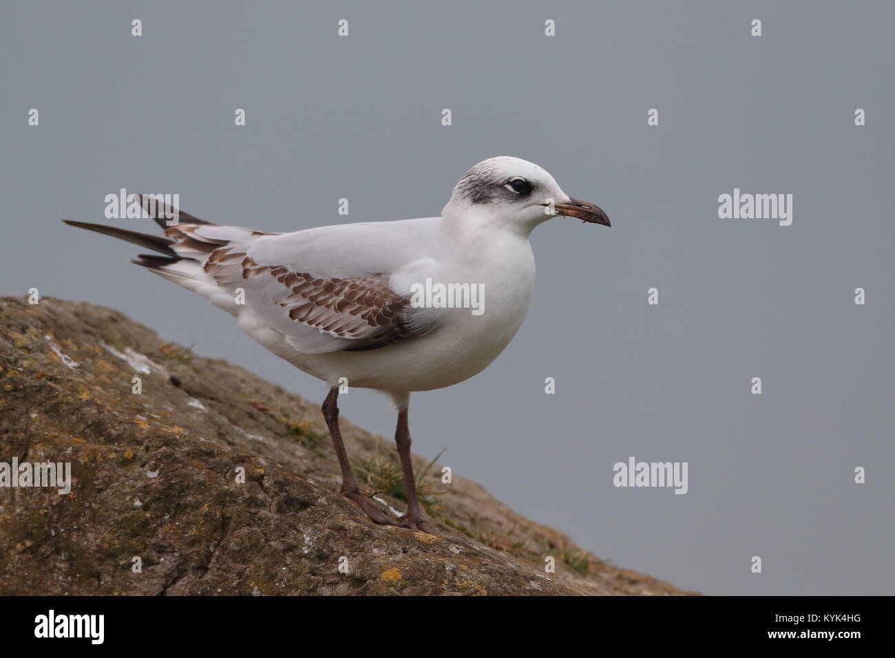 Mediterranean gulls ichthyaetus melanocephalus hi-res stock photography ...