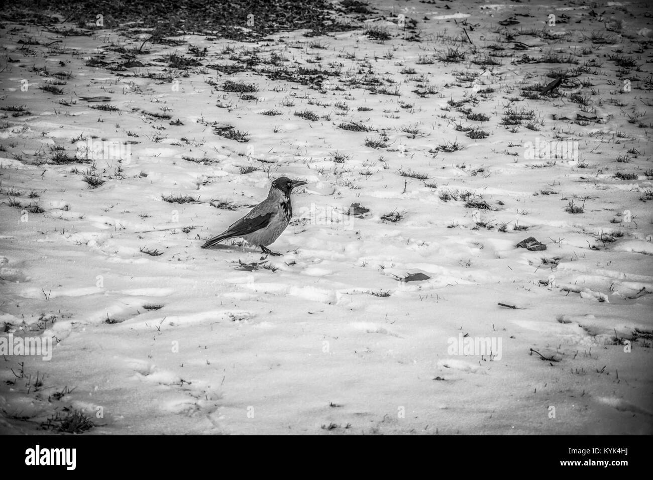 A Crow in the Snow Stock Photo - Alamy