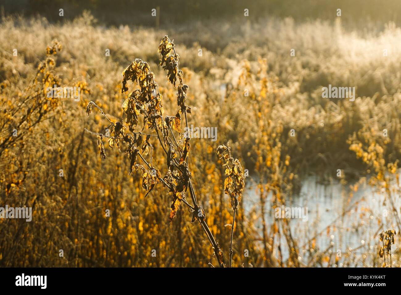 Plants for ponds hi-res stock photography and images - Alamy